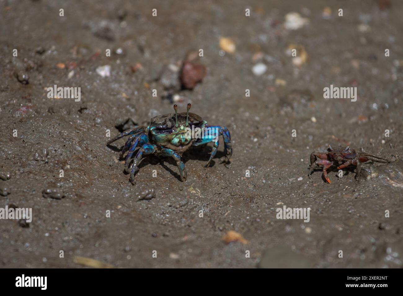 mangrove crabs in mud Stock Photo - Alamy