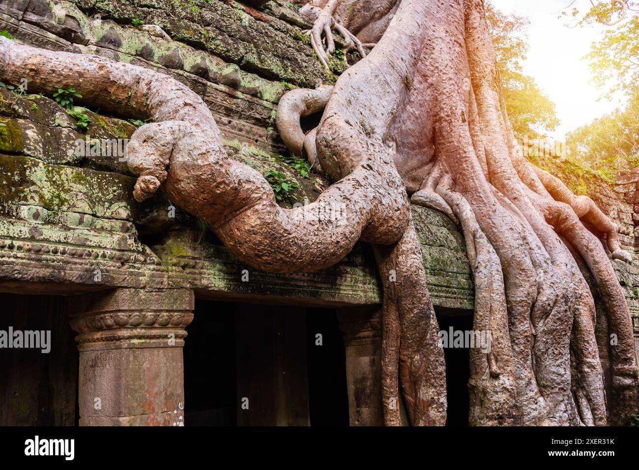 Angkor Thom, ancient temple ruins in Cambodia jungle with trees growing ...