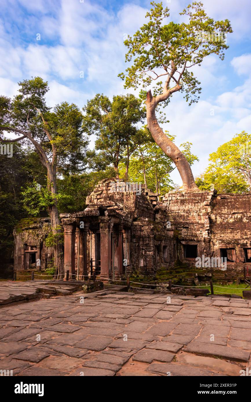 Angkor Thom, ancient temple ruins in Cambodia jungle with trees growing ...