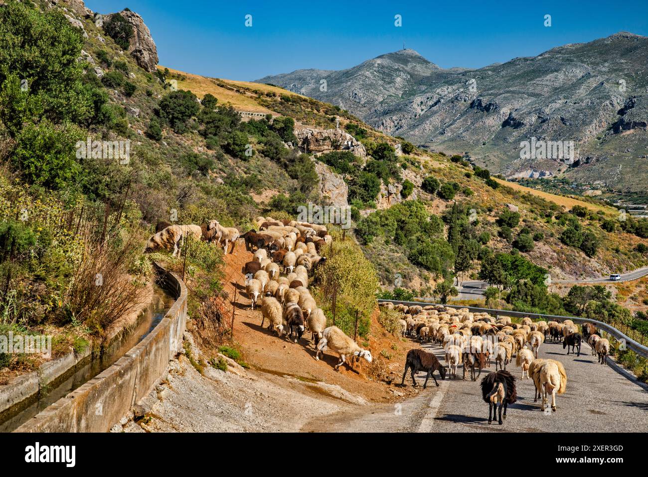 Flock of sheep at watering trough, walking the road, unattended, near Preveli Monastery, and ...