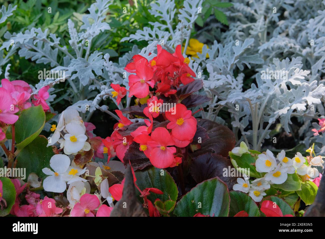 Beautiful romantic begonia hi-res stock photography and images - Alamy