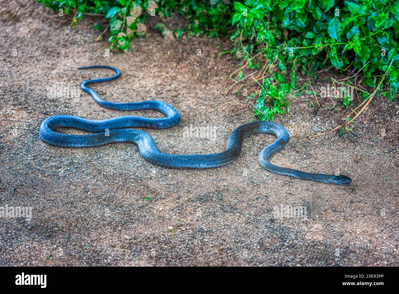 Black mamba snake hi-res stock photography and images - Alamy