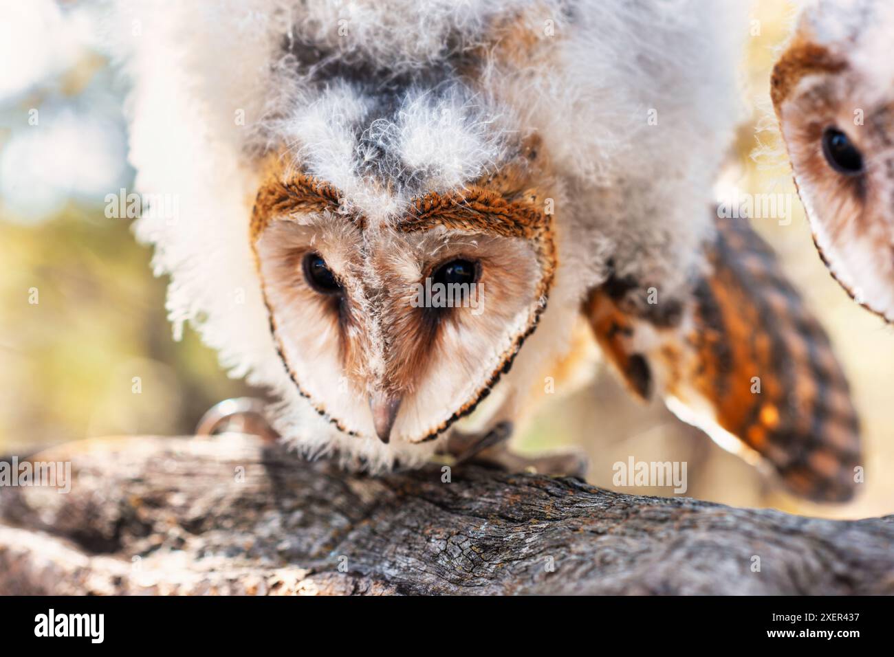 baby young african cape owl on a branch in the bush Stock Photo - Alamy