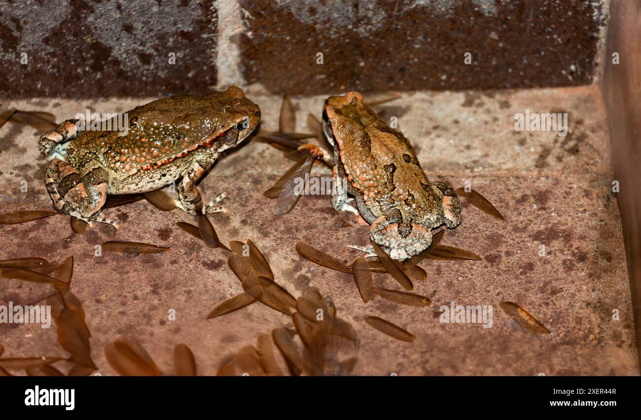 flying ants swarm in the night , frogs eating them Stock Photo - Alamy