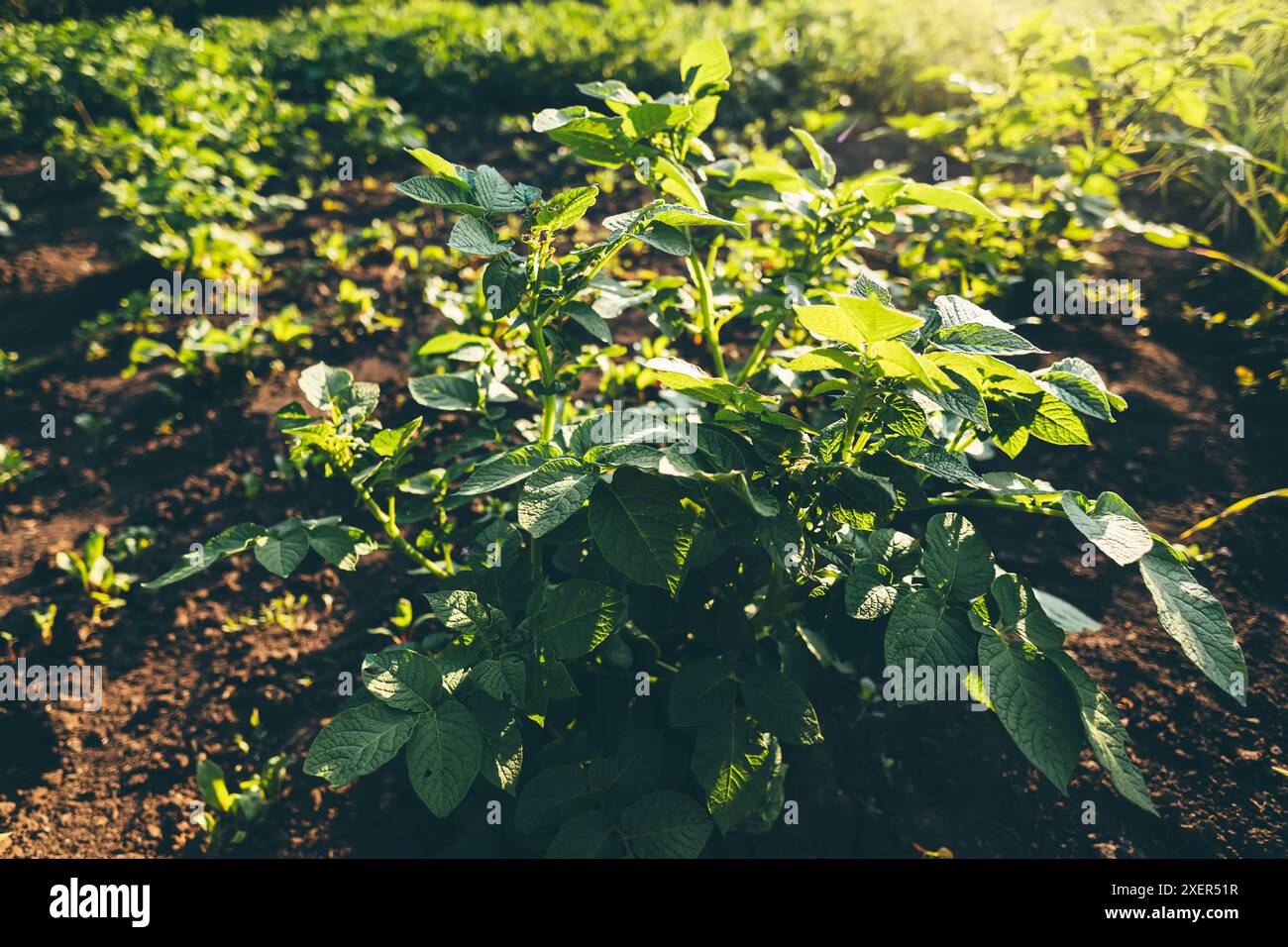 potato plantations grow in the field. vegetable rows. farming, agriculture. Landscape with ...