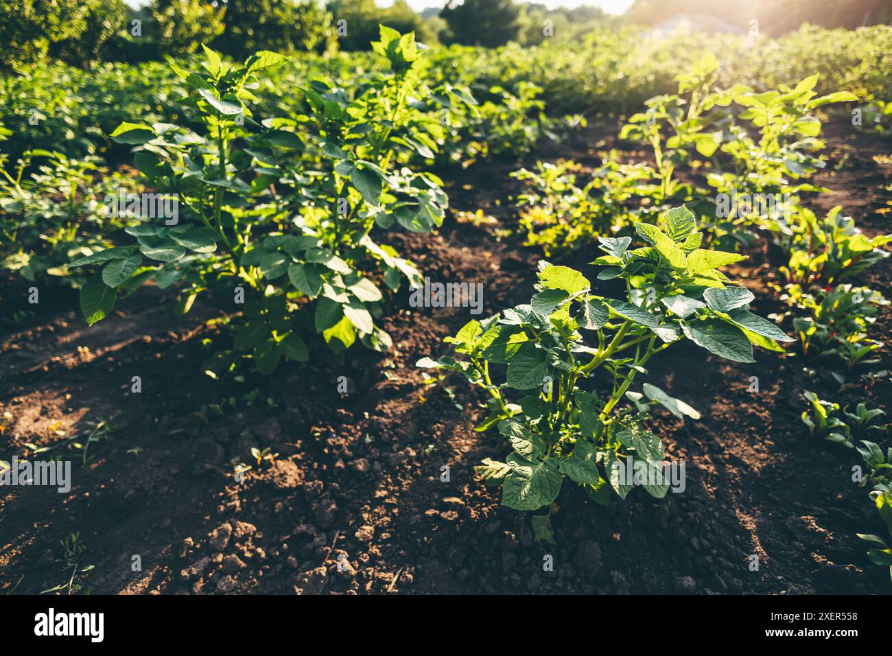 potato plantations grow in the field. vegetable rows. farming, agriculture. Landscape with ...