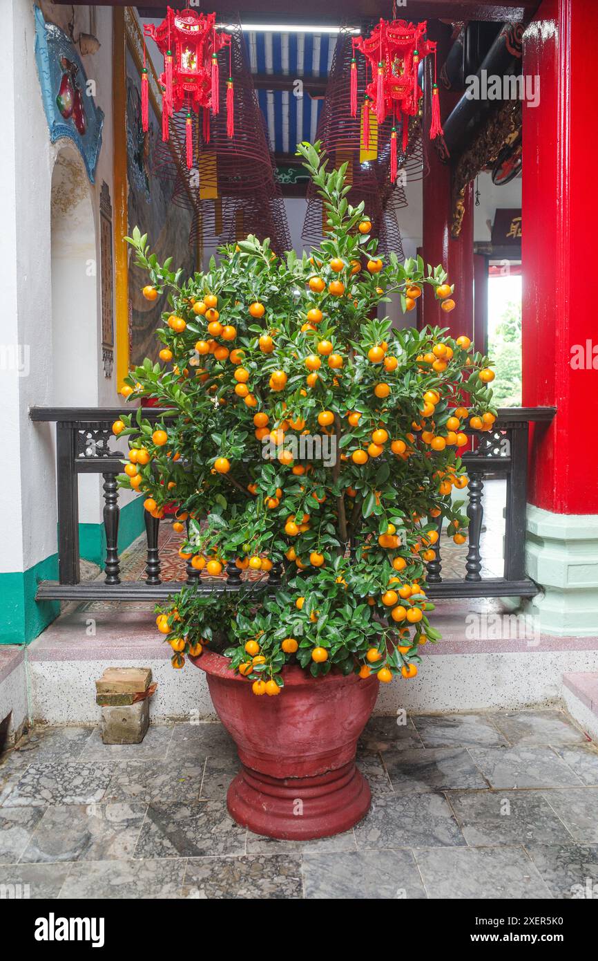 Vietnam tet tree hi-res stock photography and images - Alamy