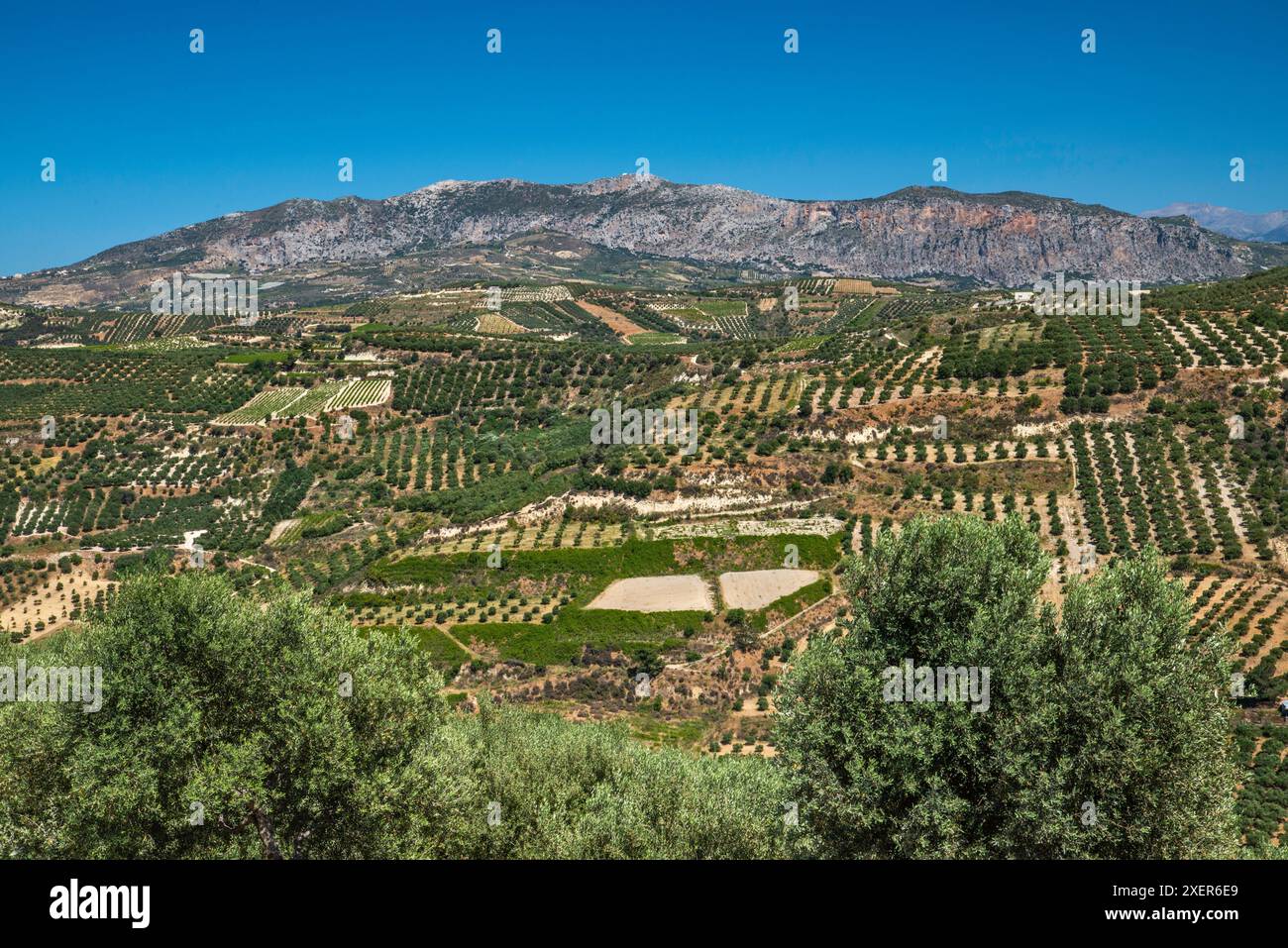 Olive orchards south of Iraklio, Mount Juktas massif in distance ...