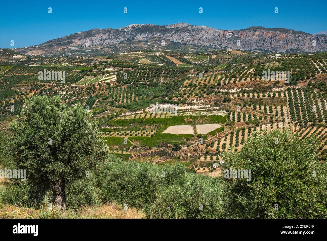 Olive orchards south of Iraklio, Mount Juktas massif in distance ...
