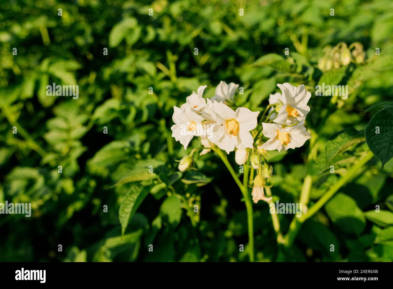 Flowering potato. Potato flowers blossom in sunlight grow in plant ...