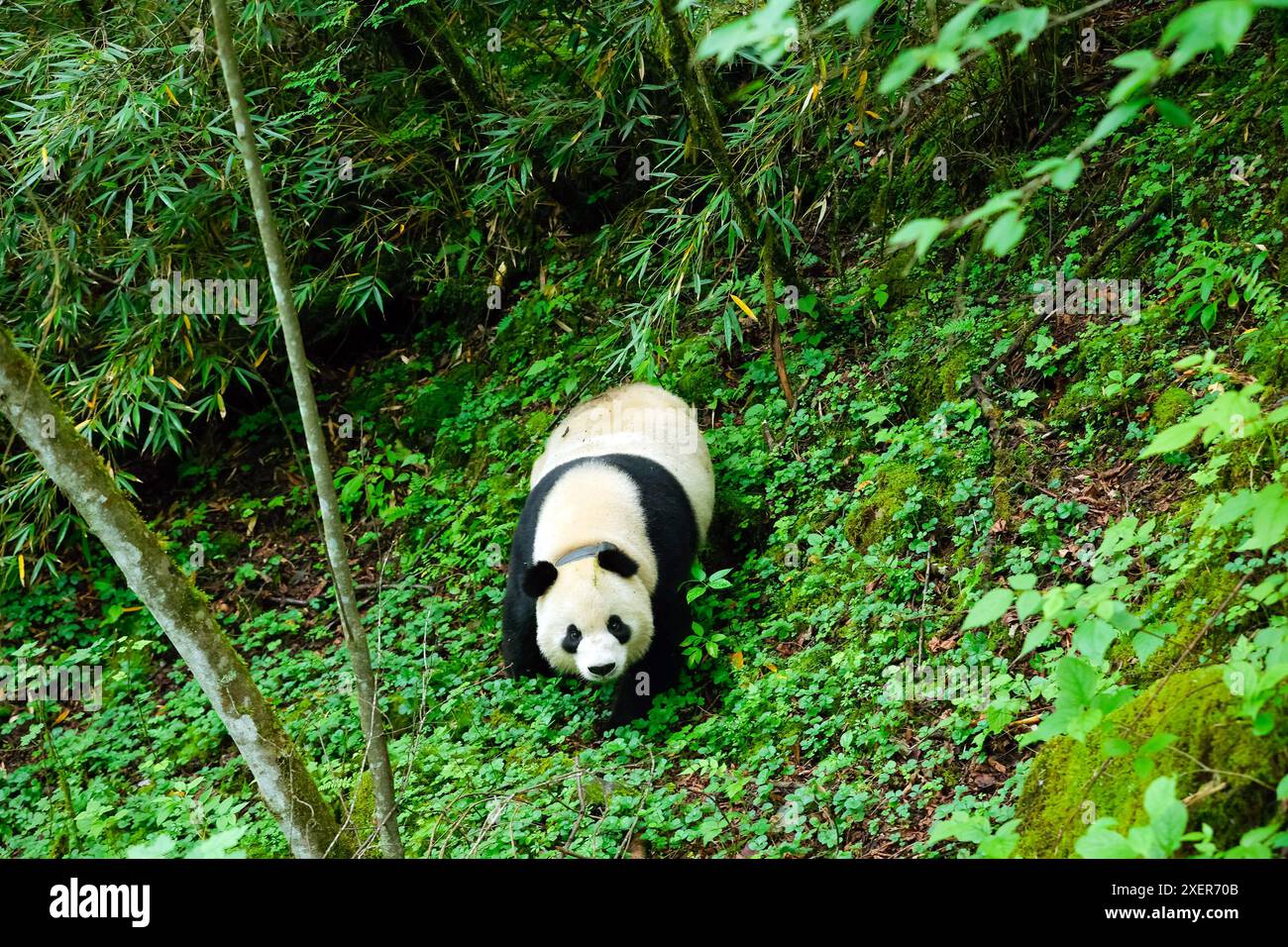 (240629) -- WOLONG, June 29, 2024 (Xinhua) -- Giant panda Xian Xian ...