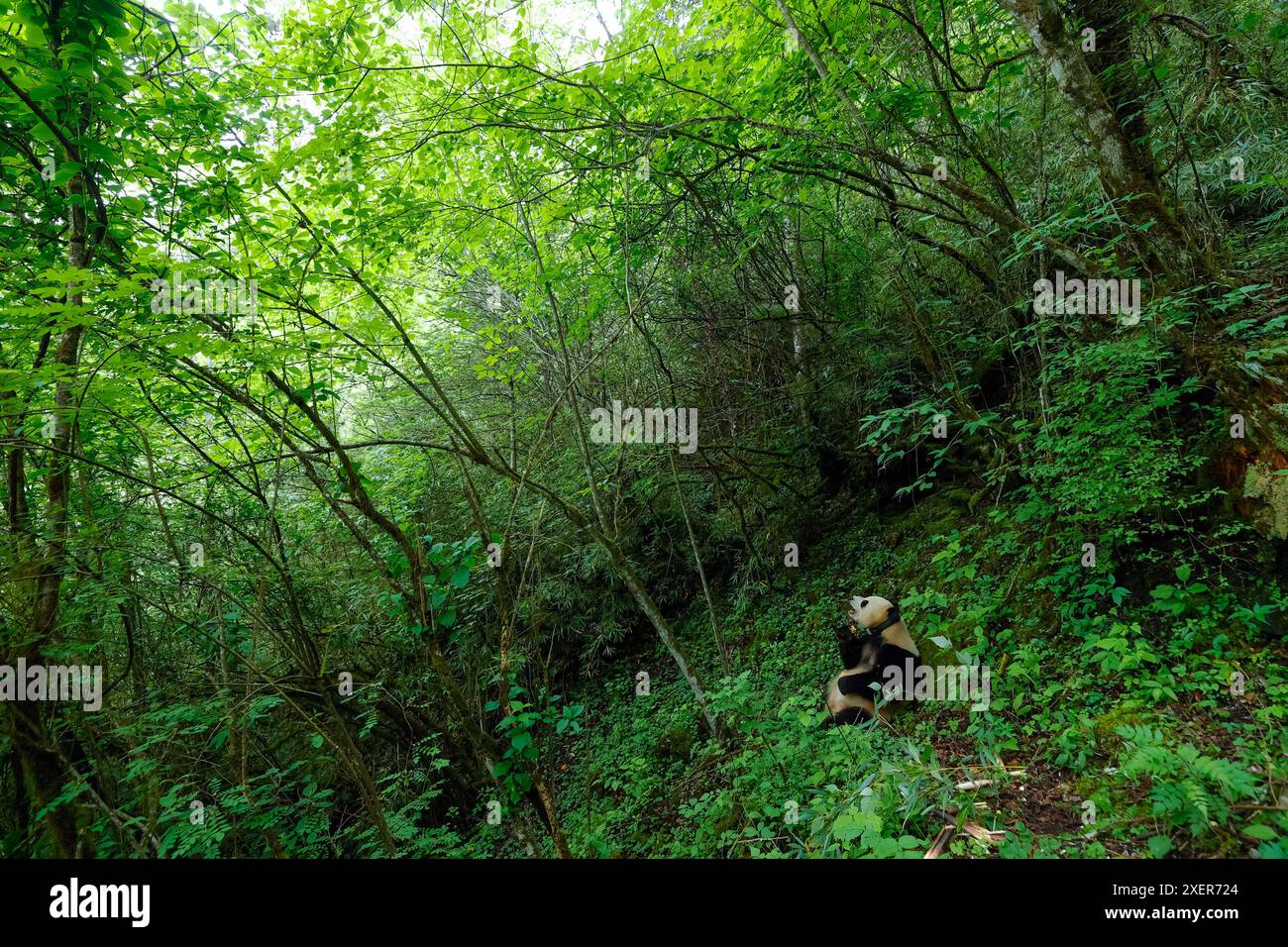(240629) -- WOLONG, June 29, 2024 (Xinhua) -- Giant panda Xian Xian has ...