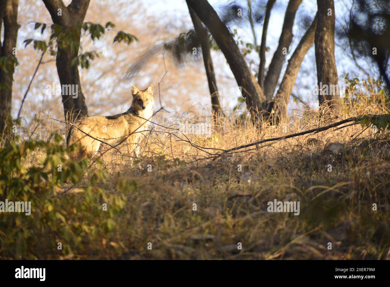 Rare jackal hi-res stock photography and images - Alamy