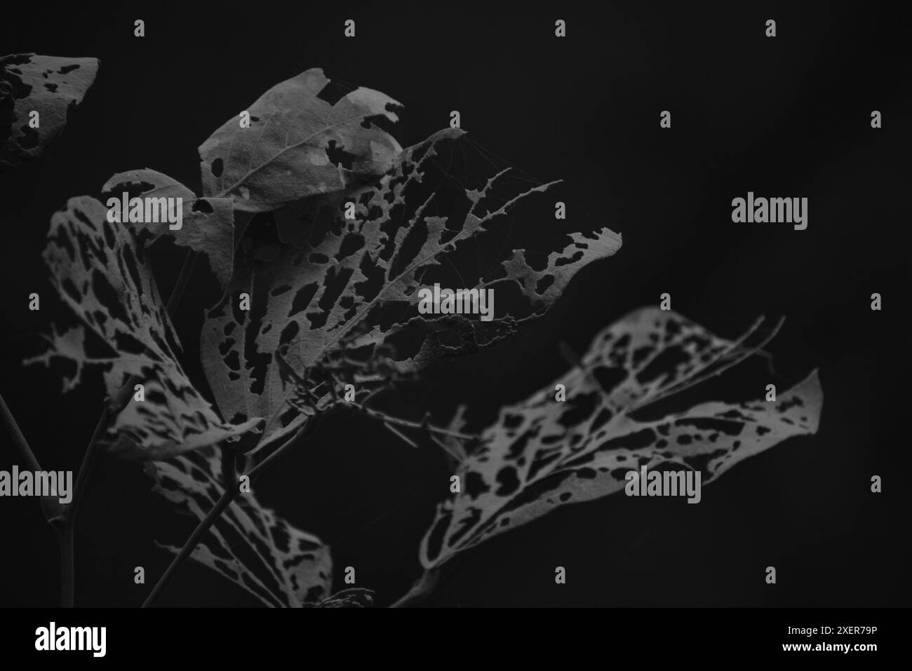 Intricate jungle art hi-res stock photography and images - Alamy