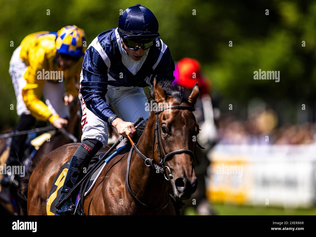Celandine horse hi-res stock photography and images - Alamy