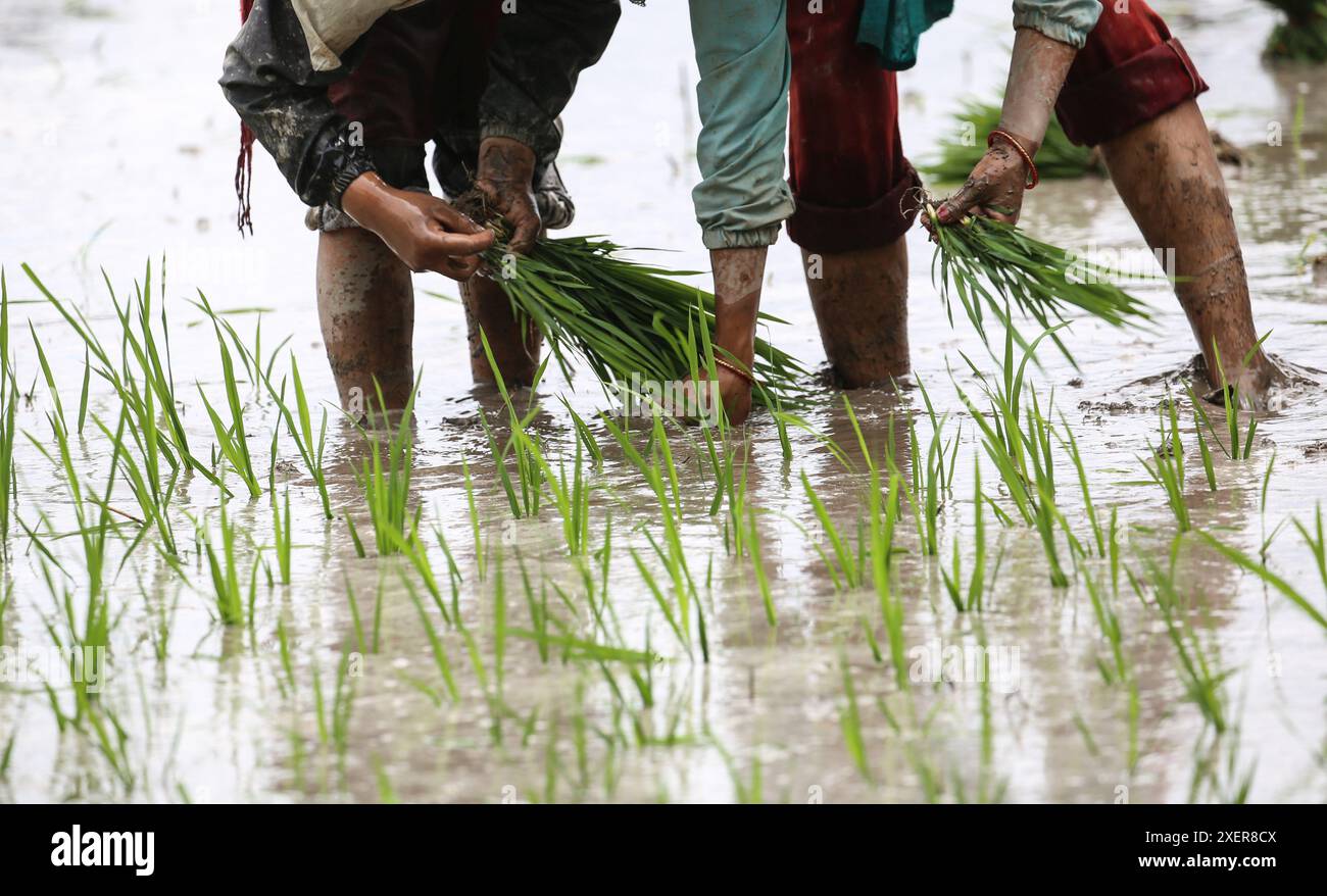 June 29, 2024: Farmers plant rice seedlings during National Paddy day ...