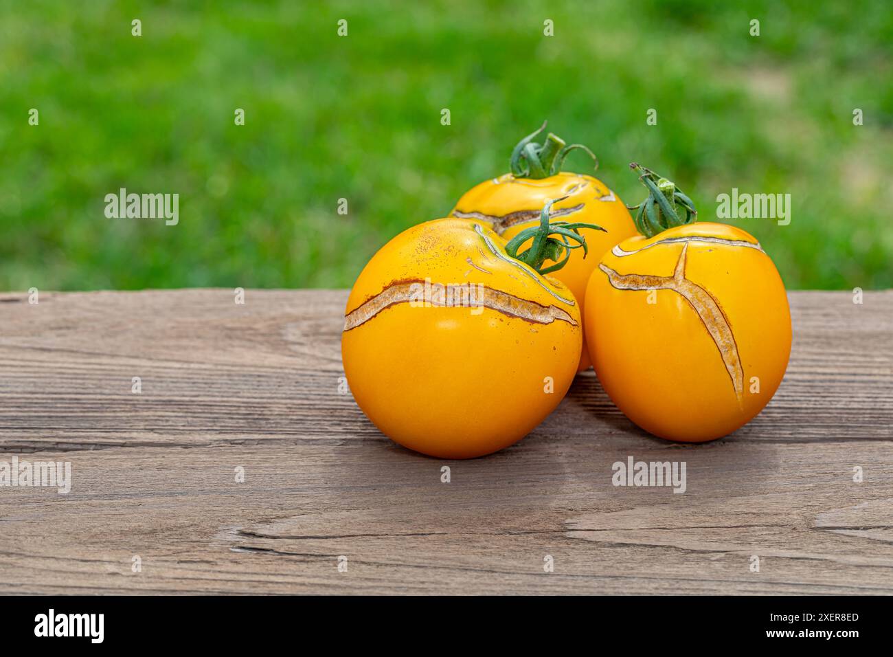 Yellow tomato cracking and splitting problem. Gardening, imperfect food ...