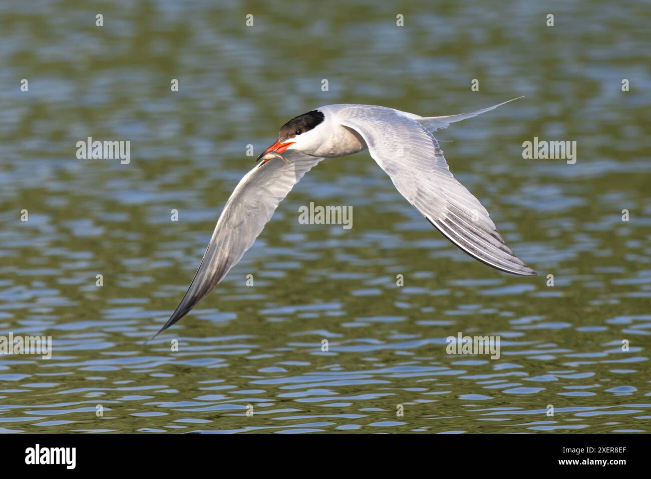 Common Tern in flght over water with a small fish in it's beak with ...