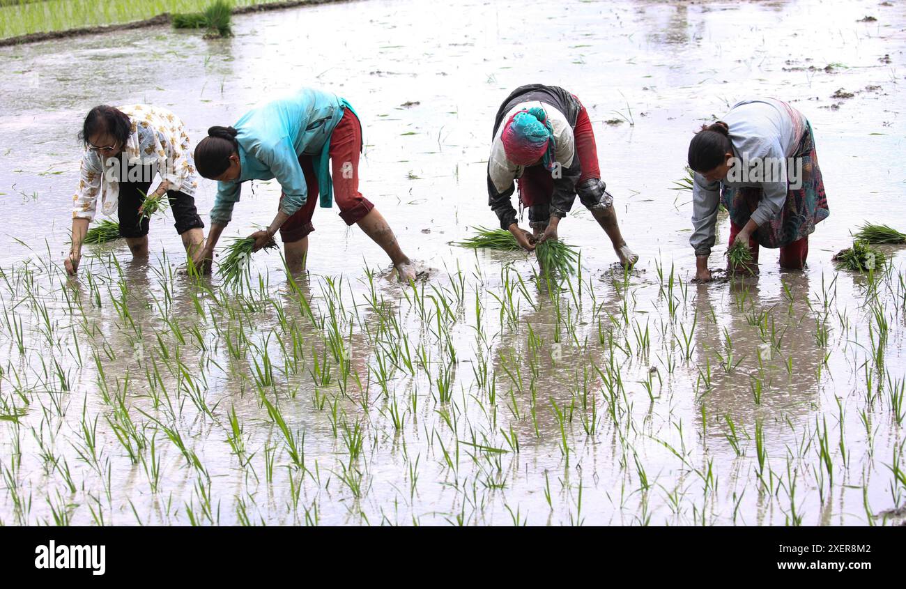 June 29, 2024: Farmers plant rice seedlings during National Paddy day ...