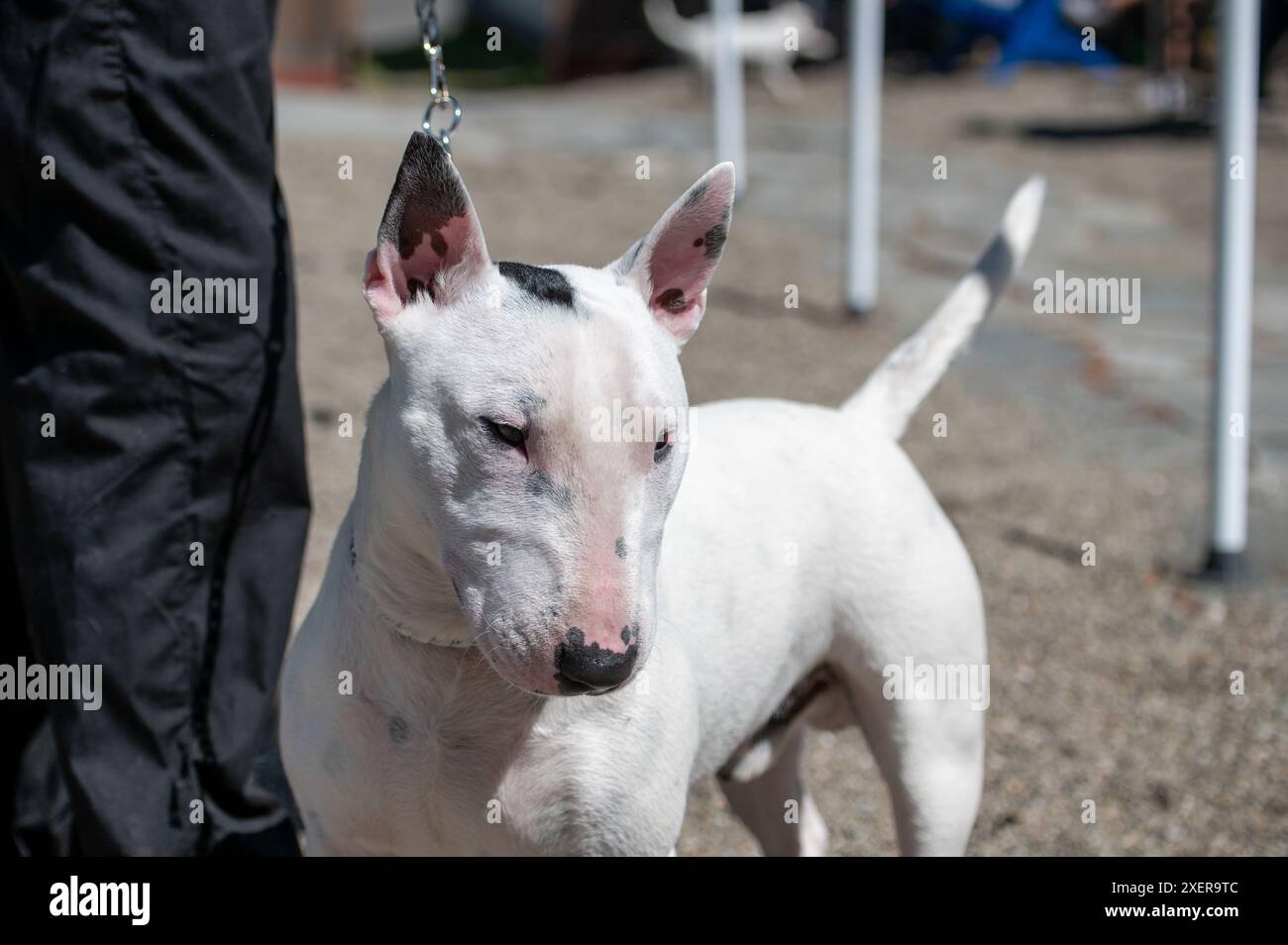 White mini bull terrier on a leash outdoors striking a pose Stock Photo ...