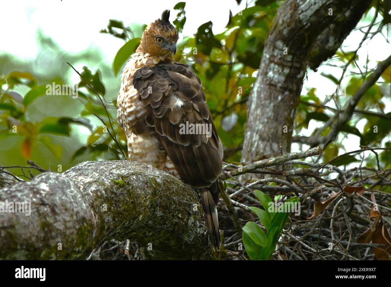 Eagle hi res hi-res stock photography and images - Alamy