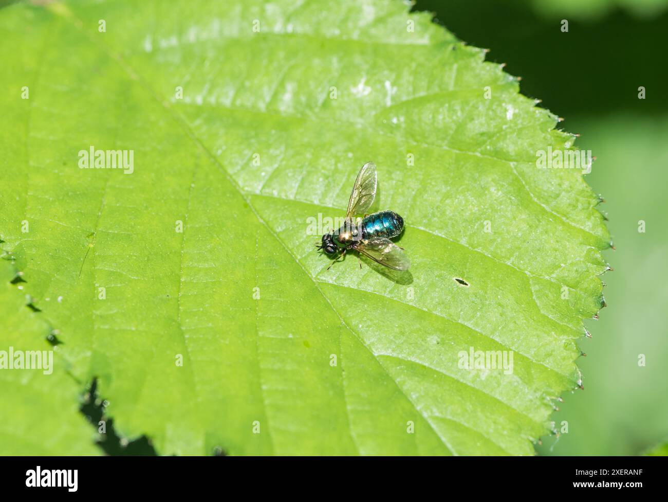 The common soldier-fly, a Broad Centurion (Chloromyia formosa Stock ...