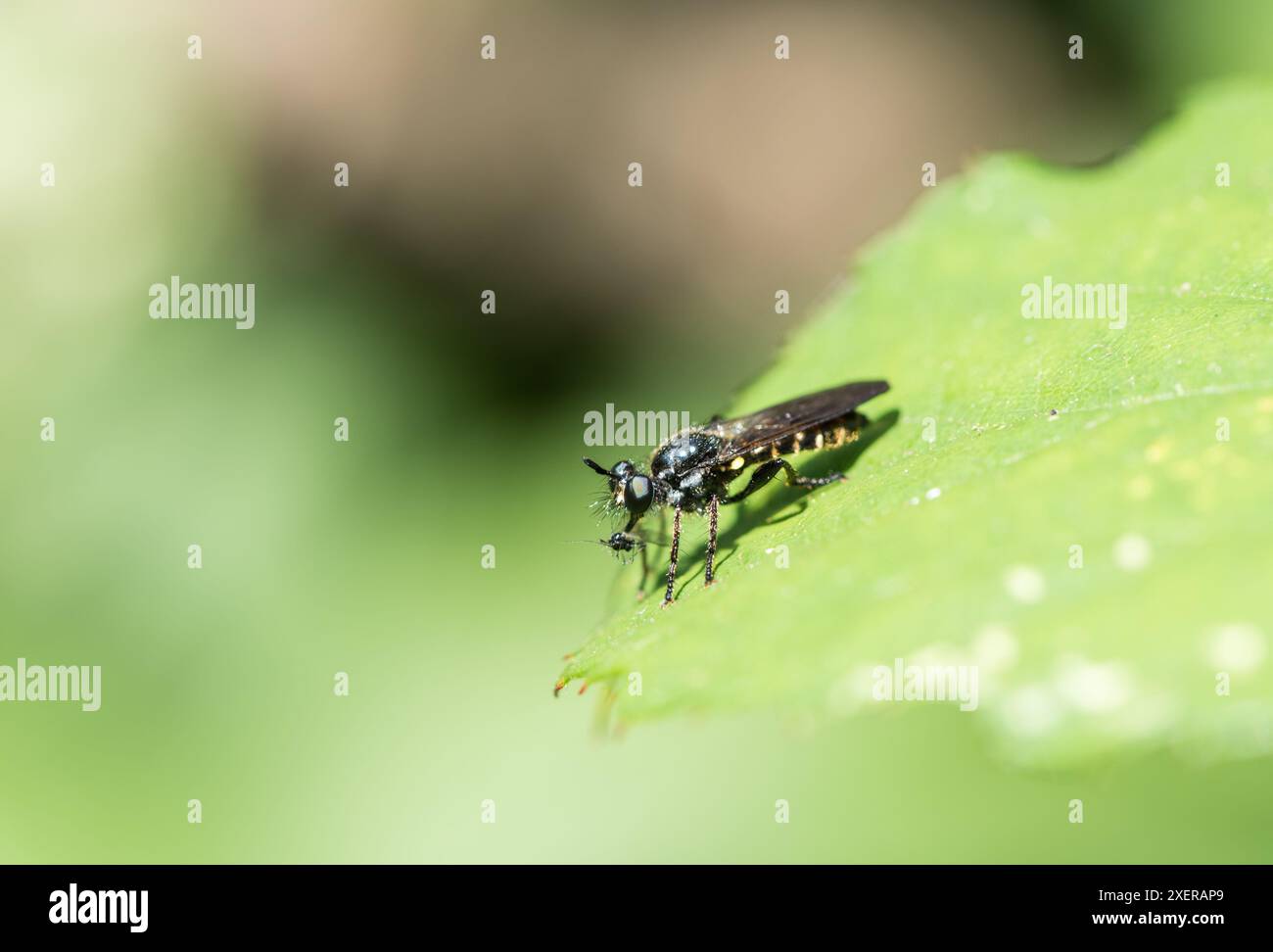 Golden-haired Robberfly (Choerades marginatus) with prey on Ham Common ...