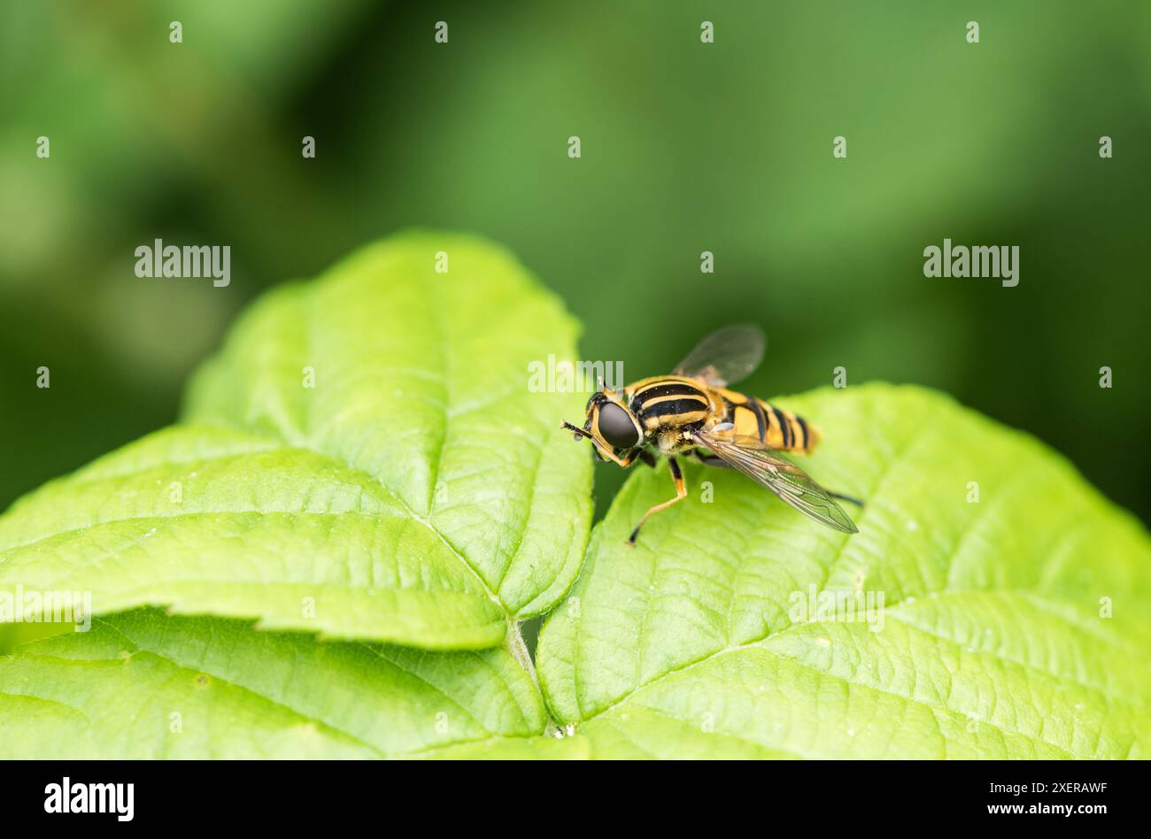 Perched hoverfly, The Footballer (Helophilus pendulus) in Herts ...