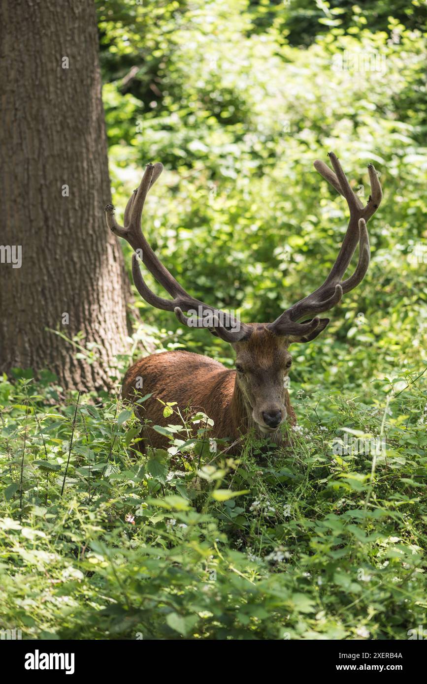 Foraging Red Deer (Cervus elaphus) stag with velvet antlers Stock Photo ...