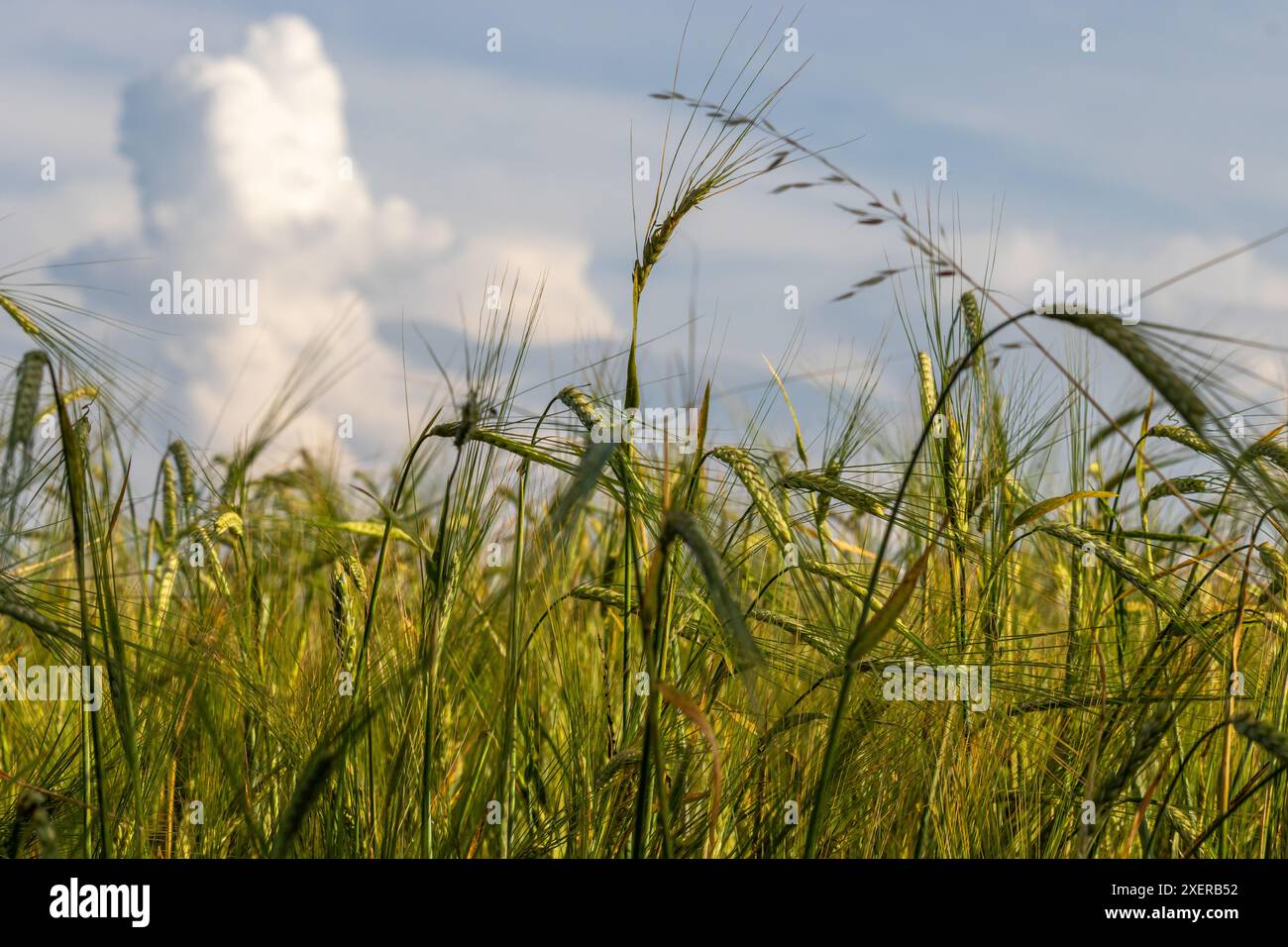 Field plants on a blurry background on a sunny June day in the ...