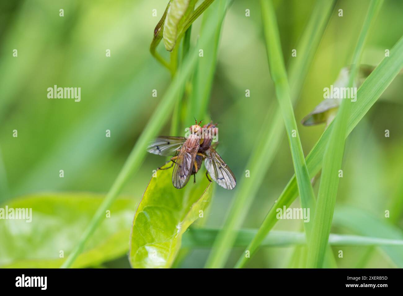 Mating Marsh Flies (Tetanocera sp.) at Rye Meads RSPB reserve, Herts ...
