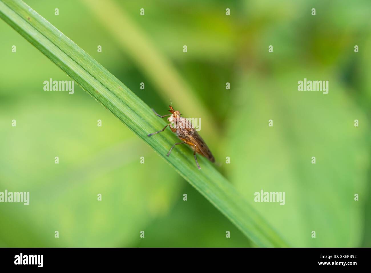 Marsh Fly (Tetanocera sp.) at Rye Meads RSPB reserve, Herts Stock Photo ...