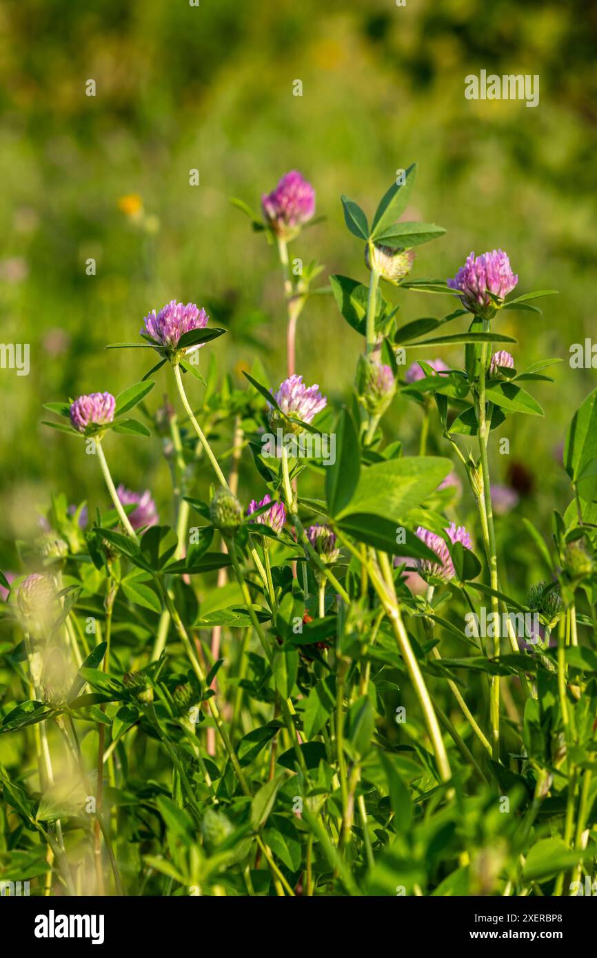 Field plants on a blurry background on a sunny June day in the ...