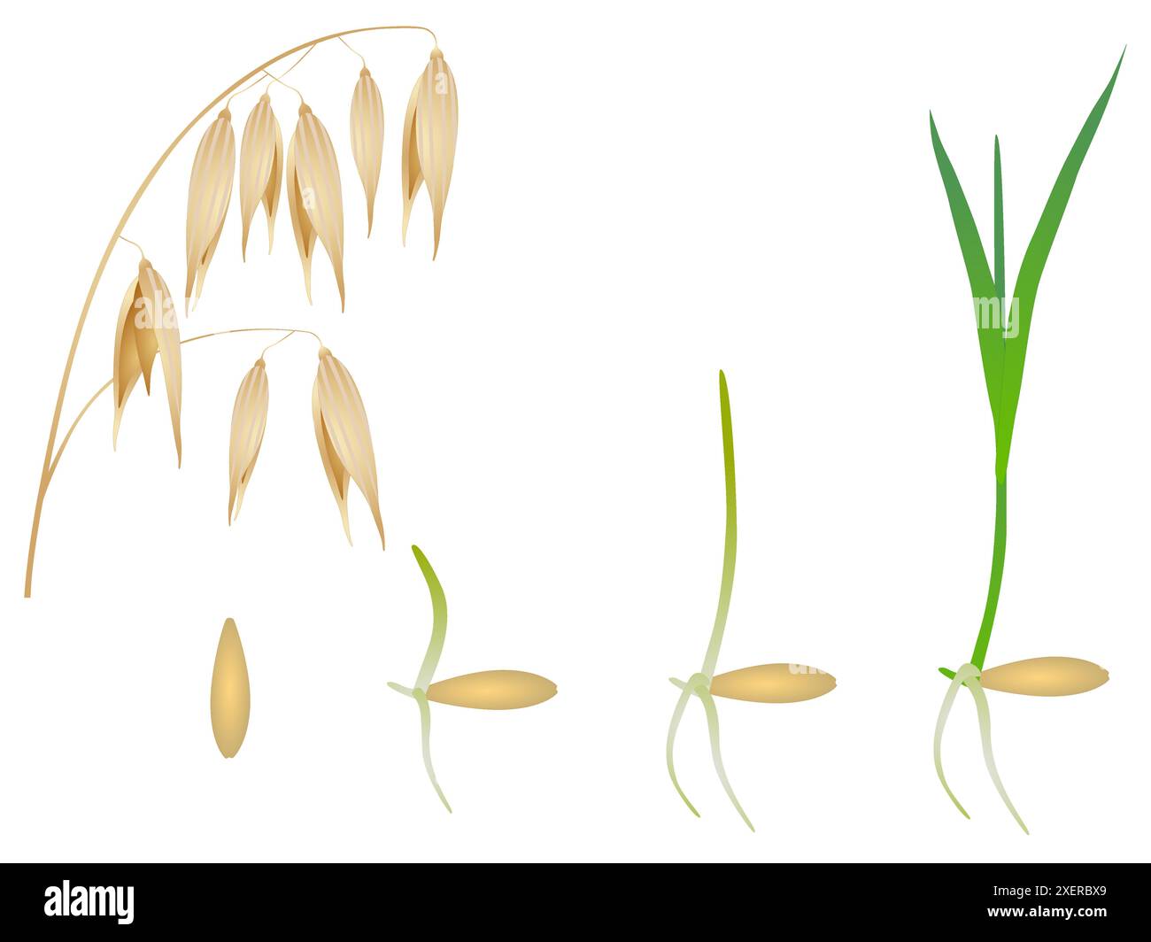 Green grass isolated oatmeal hi-res stock photography and images - Alamy