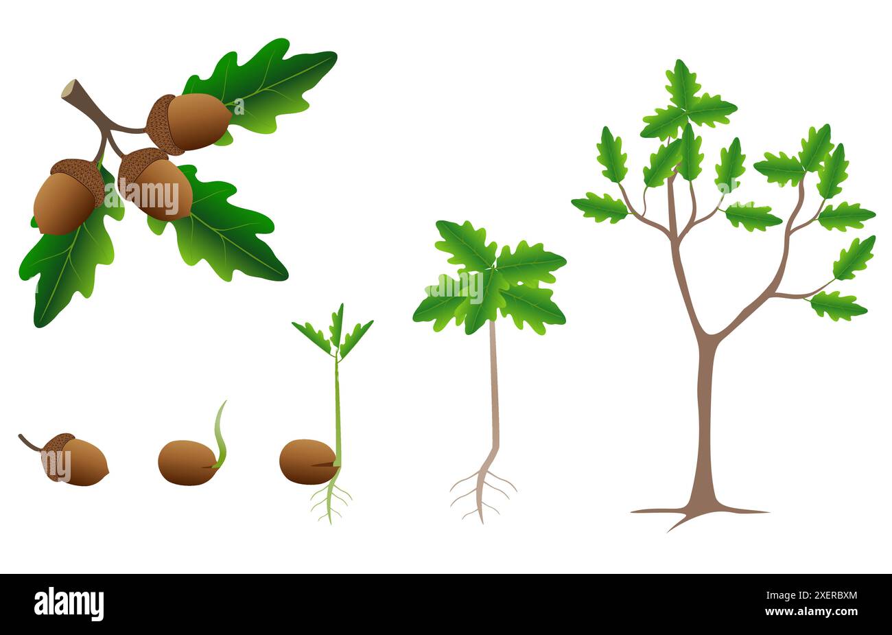 Sequence of a oak tree growing isolated on white Stock Vector Image ...