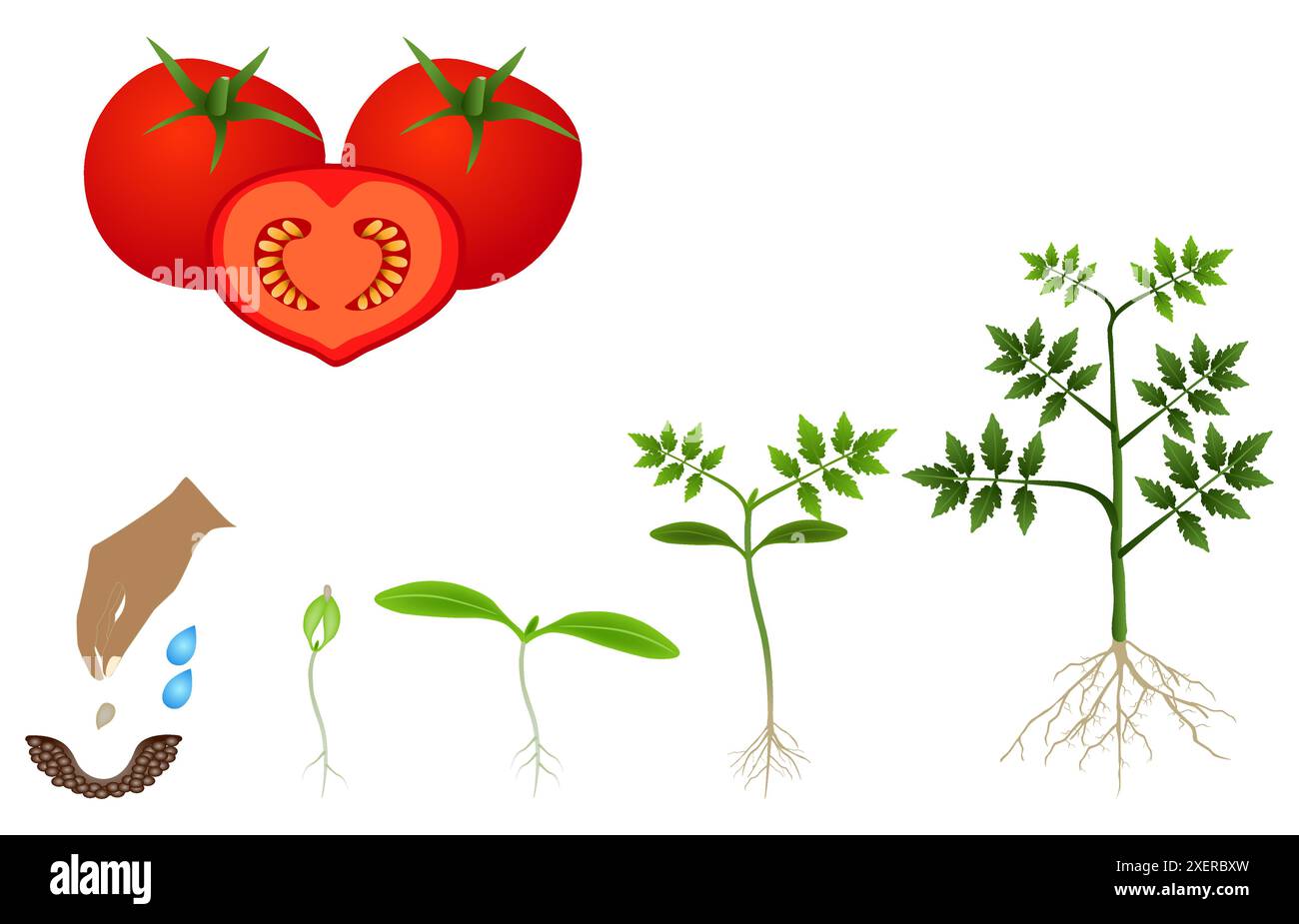 Tomatoes on a plant Stock Vector Images - Alamy