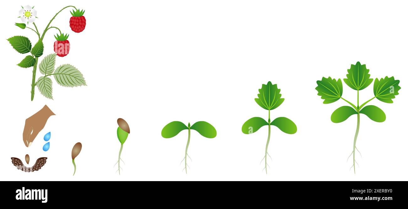Sequence of a raspberry plant growing isolated on white Stock Vector ...