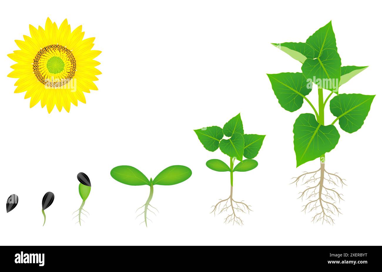 Sequence of a sunflower plant growing isolated on white Stock Vector ...