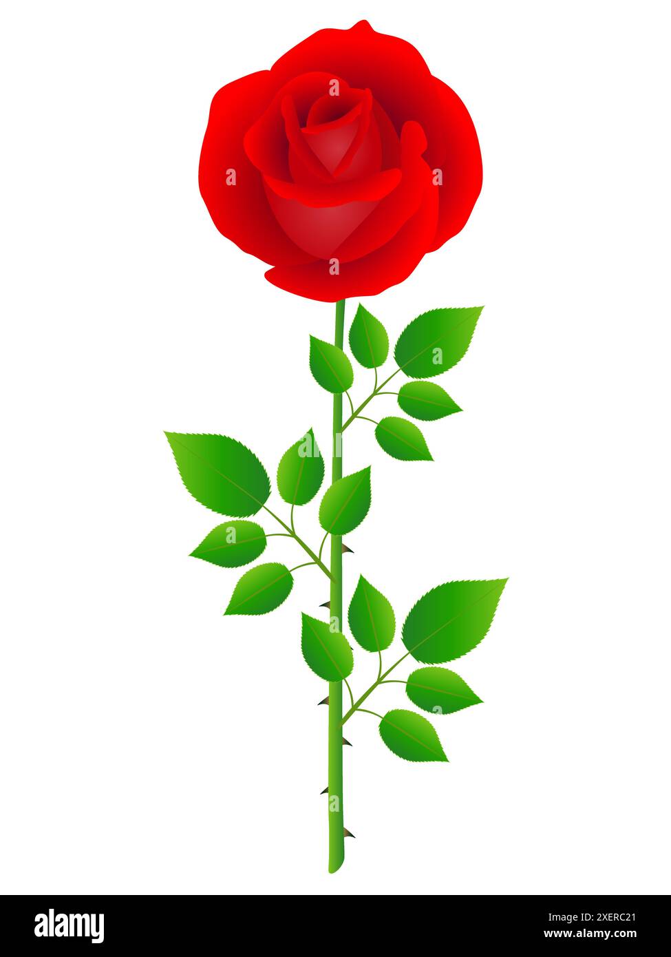 Red rose and green leaves on a white background Stock Vector Image ...