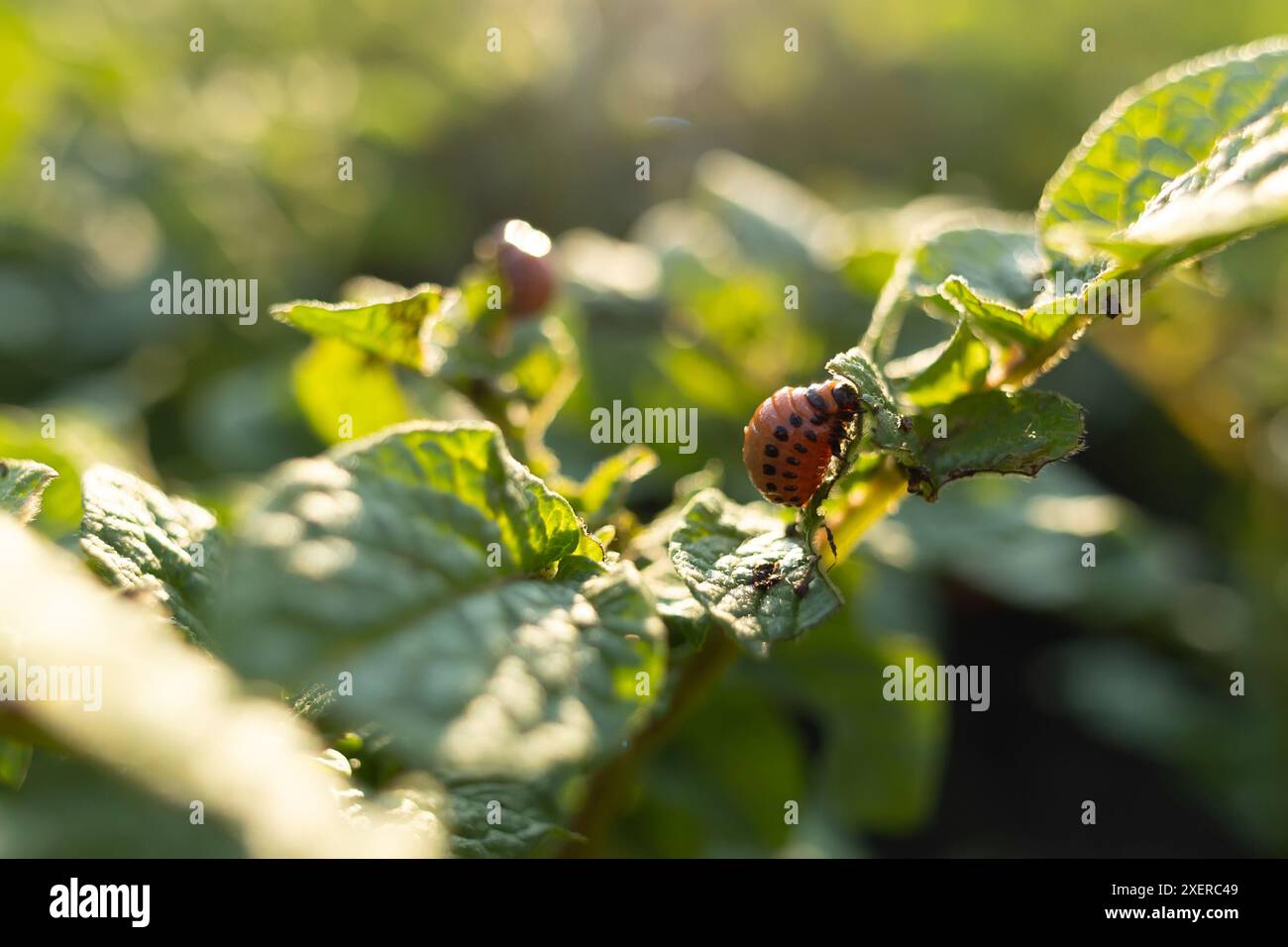 Colorado potato beetle or Leptinotarsa decemlineata larvae eating the ...