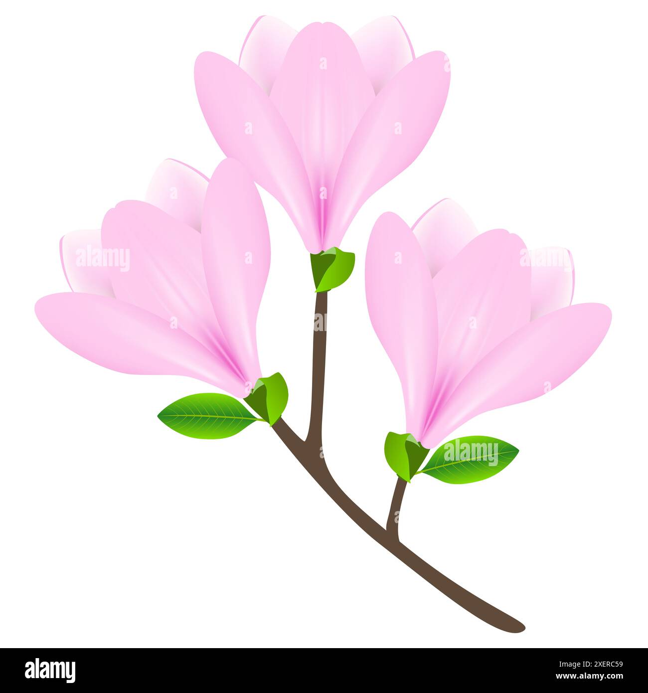 Southern magnolia branch Stock Vector Images - Alamy