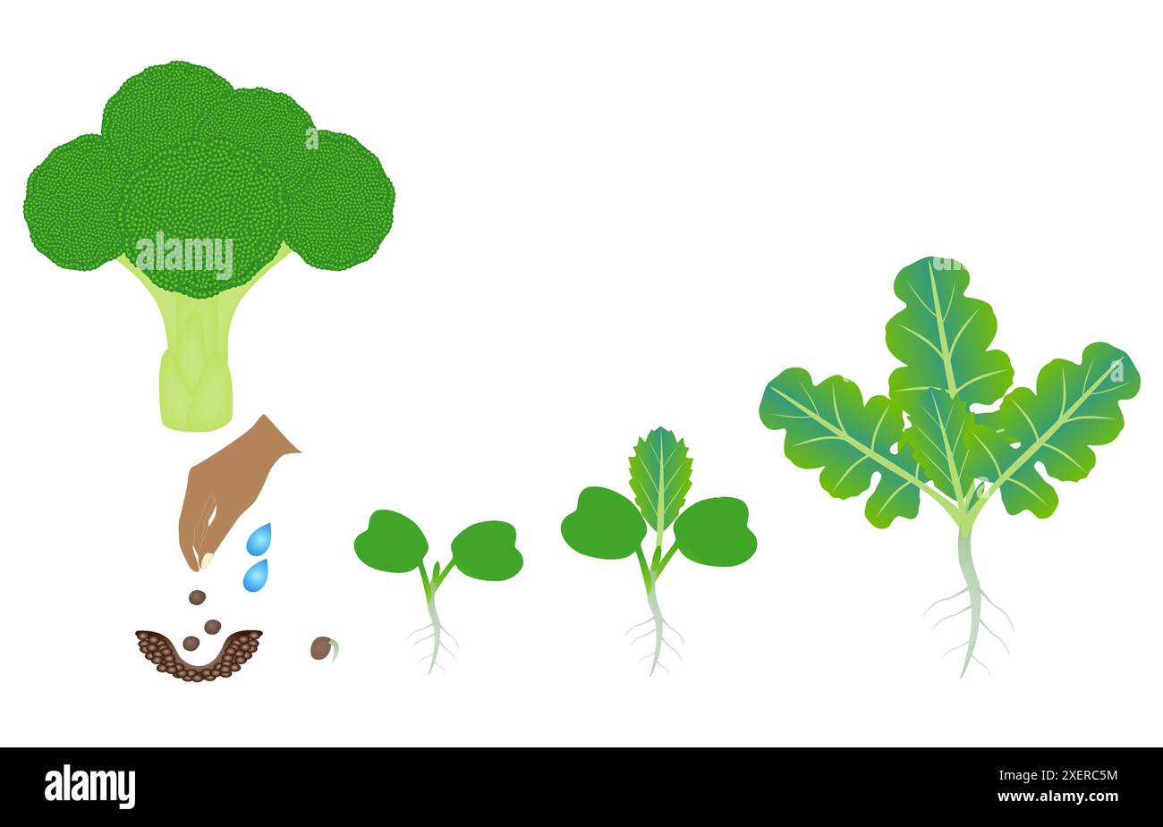 Sequence of a plant of a broccoli growing isolated on white Stock ...