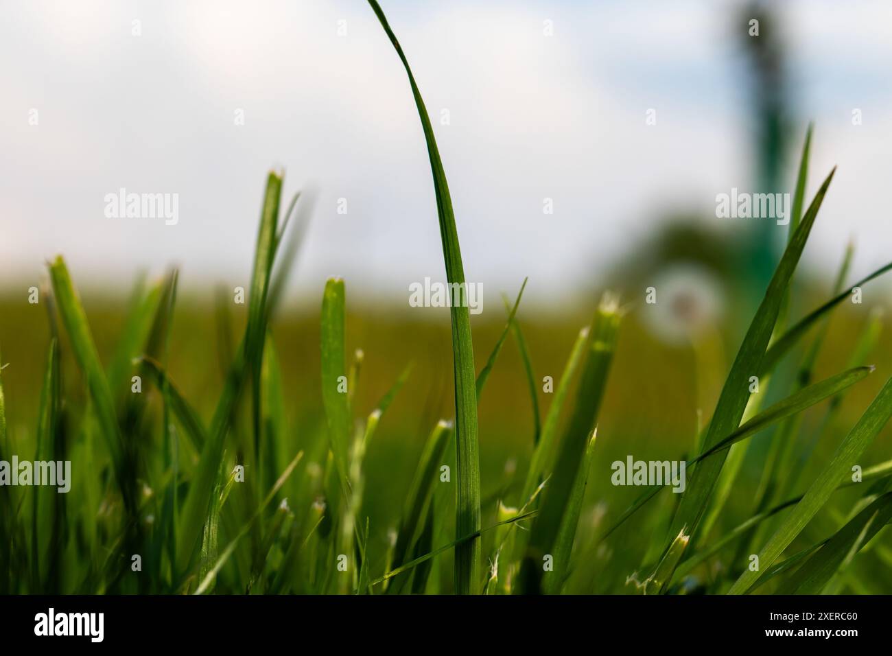 Field plants on a blurry background on a sunny June day in the ...