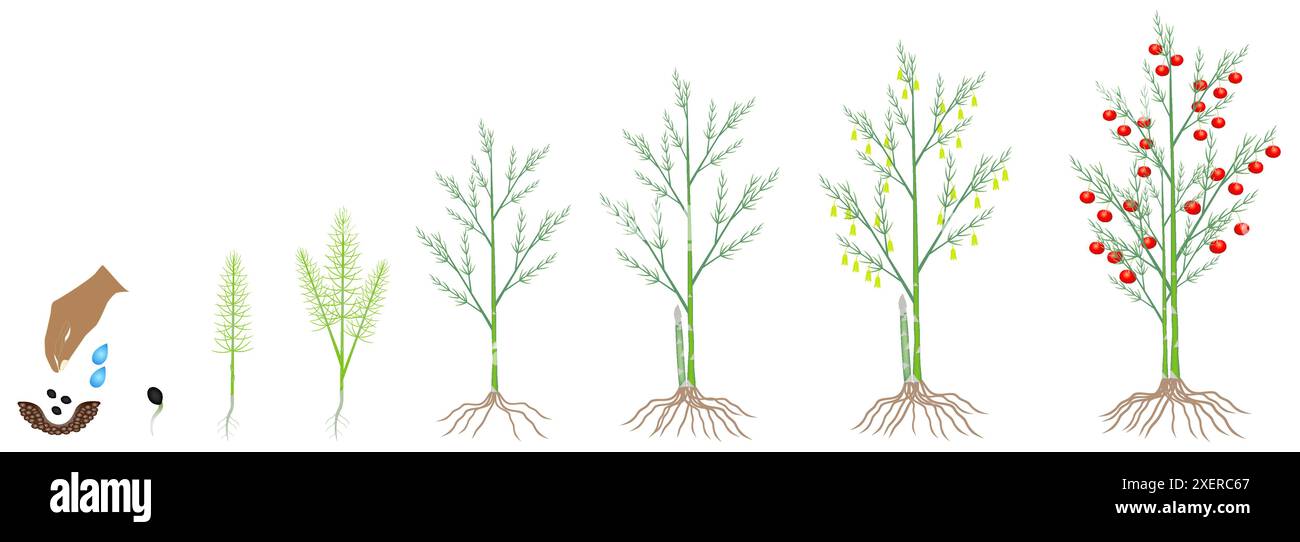 Cycle of growth of a asparagus plant on a white background Stock Vector ...