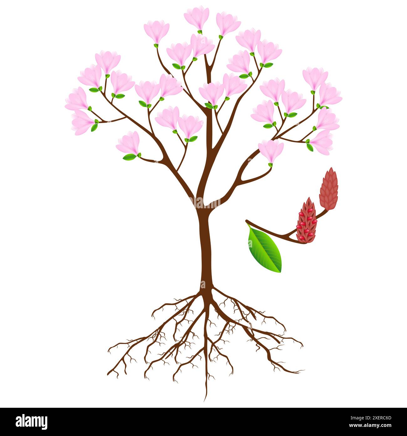 Parts of pink magnolia tree on a white background Stock Vector Image ...