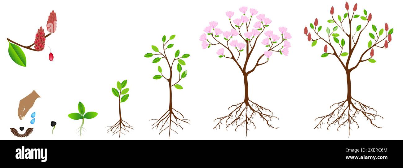 Cycle of growth of pink magnolia plant on a white background Stock ...