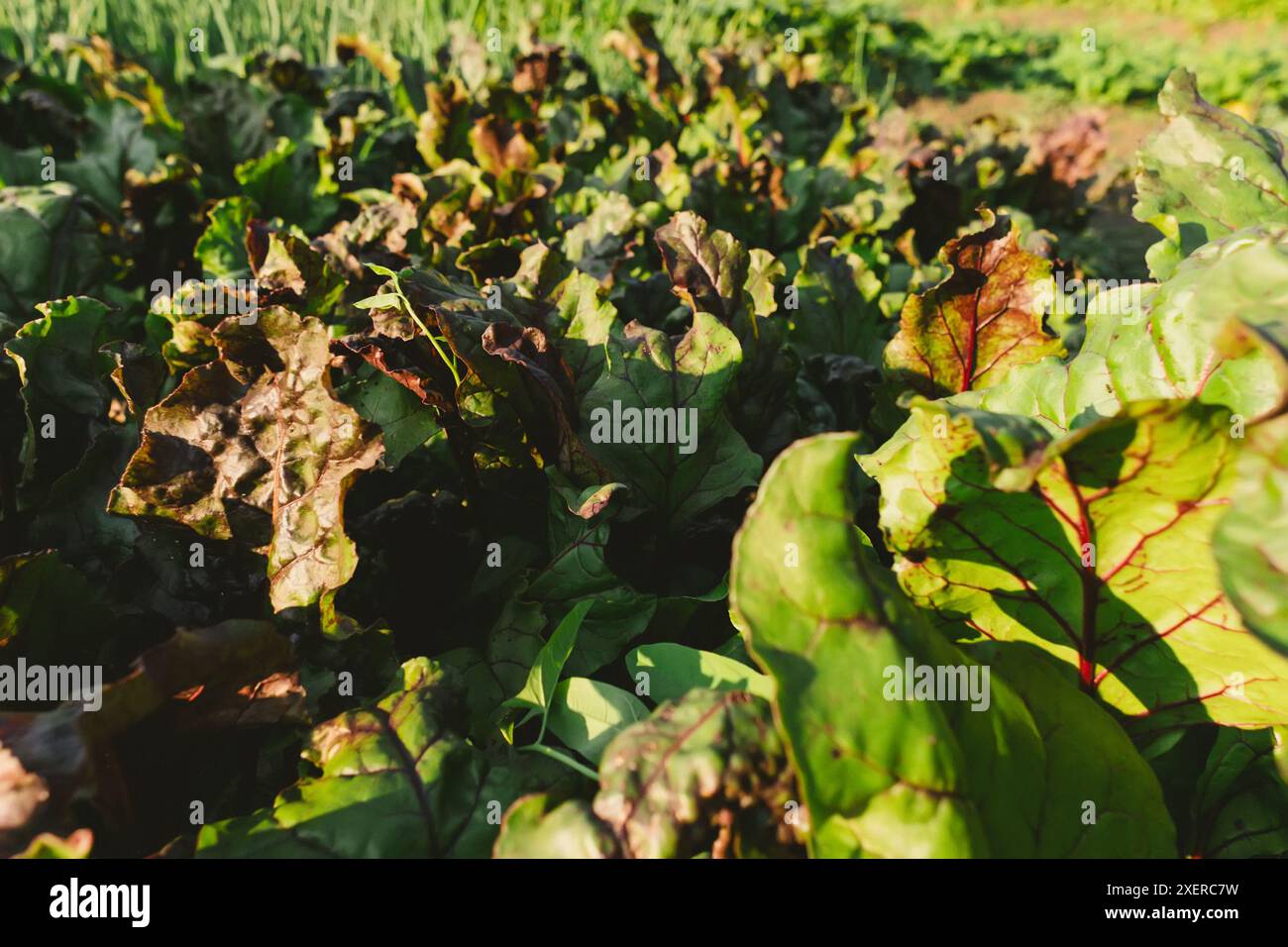 Beetroot seedlings in fertile soil on field, rows in perspective ...