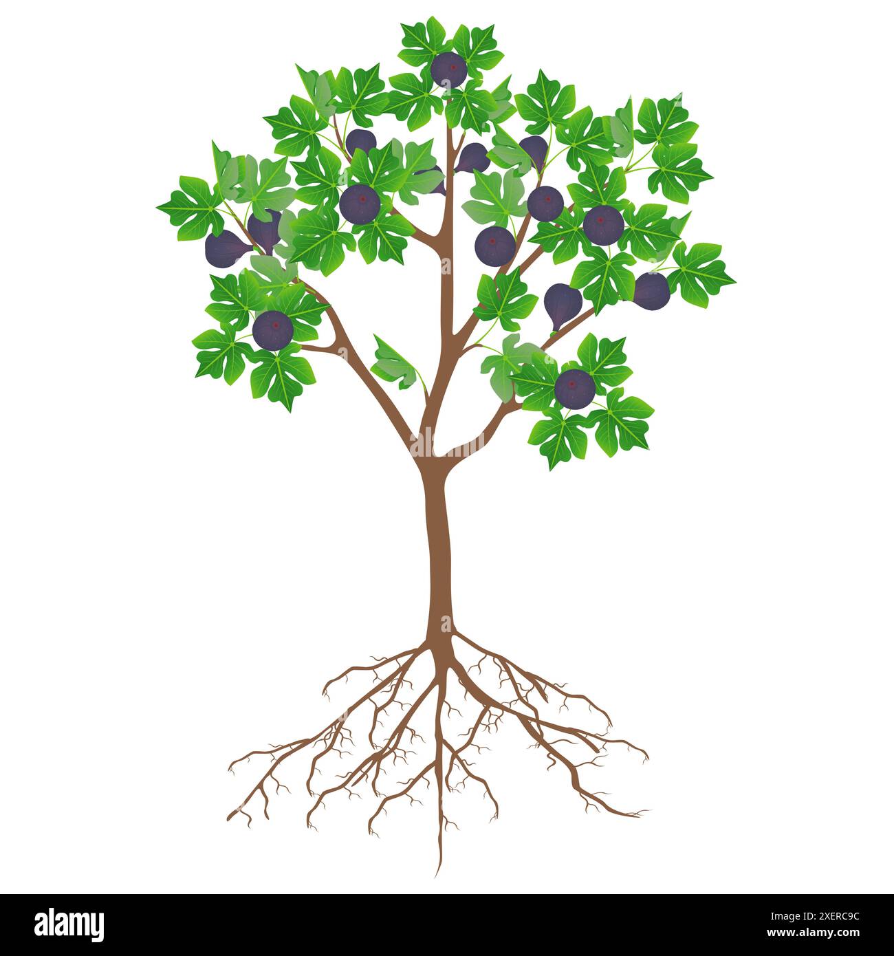 Fig tree with fruit and roots on a white background Stock Vector Image ...