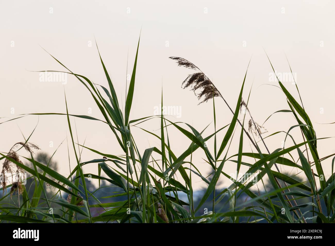 Field plants on a blurry background on a sunny June day in the ...