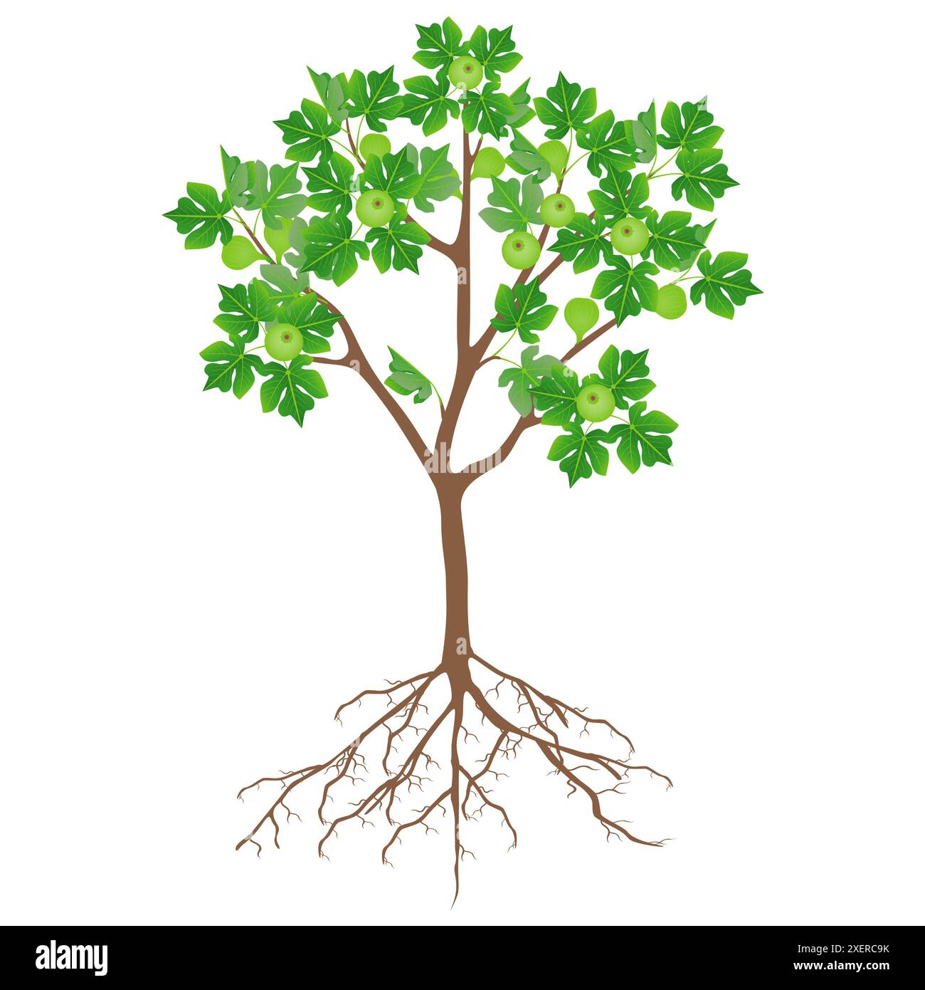 Fig tree with flowers and roots on a white background Stock Vector ...